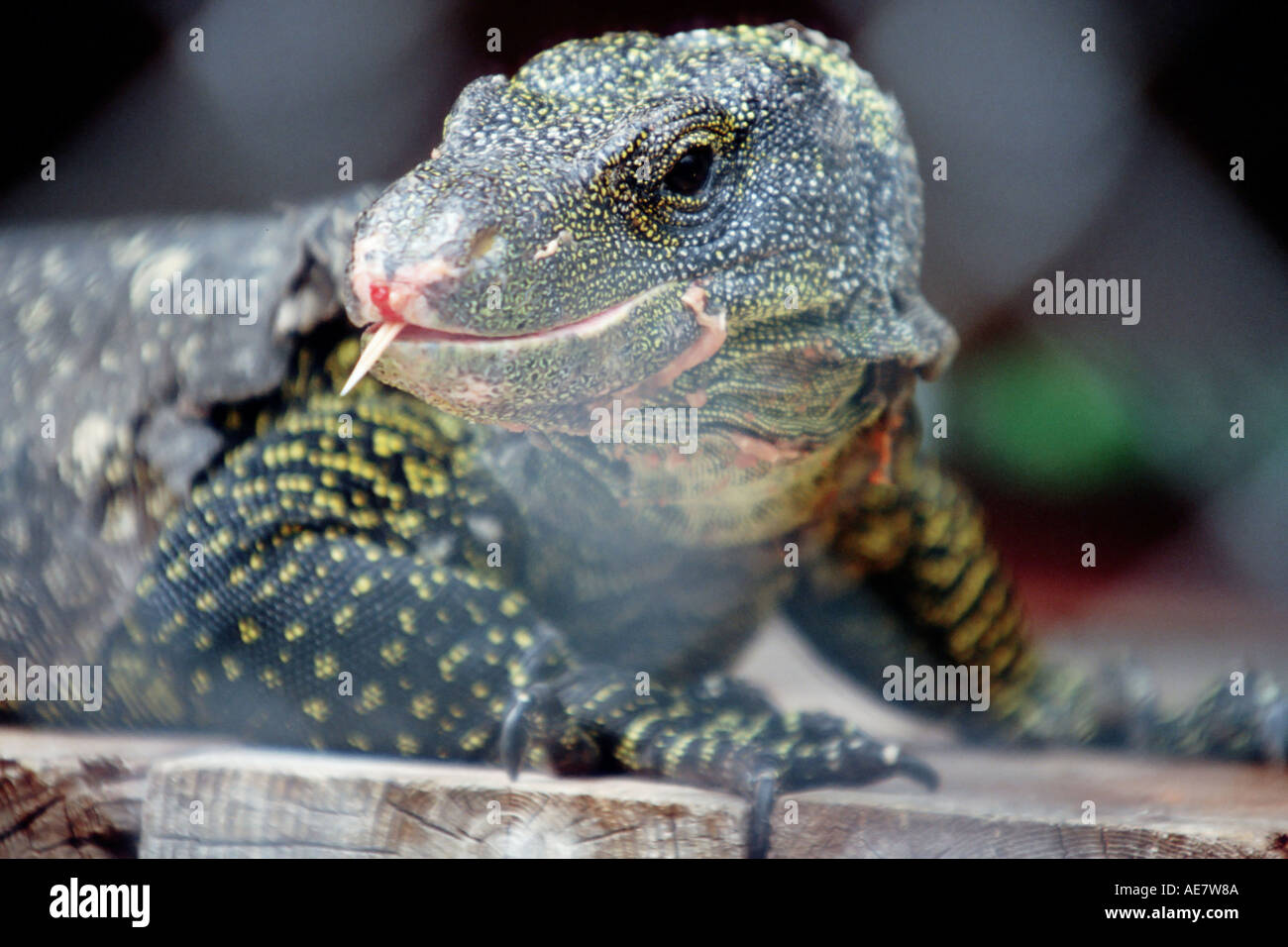 Miami lizard hi-res stock photography and images - Alamy