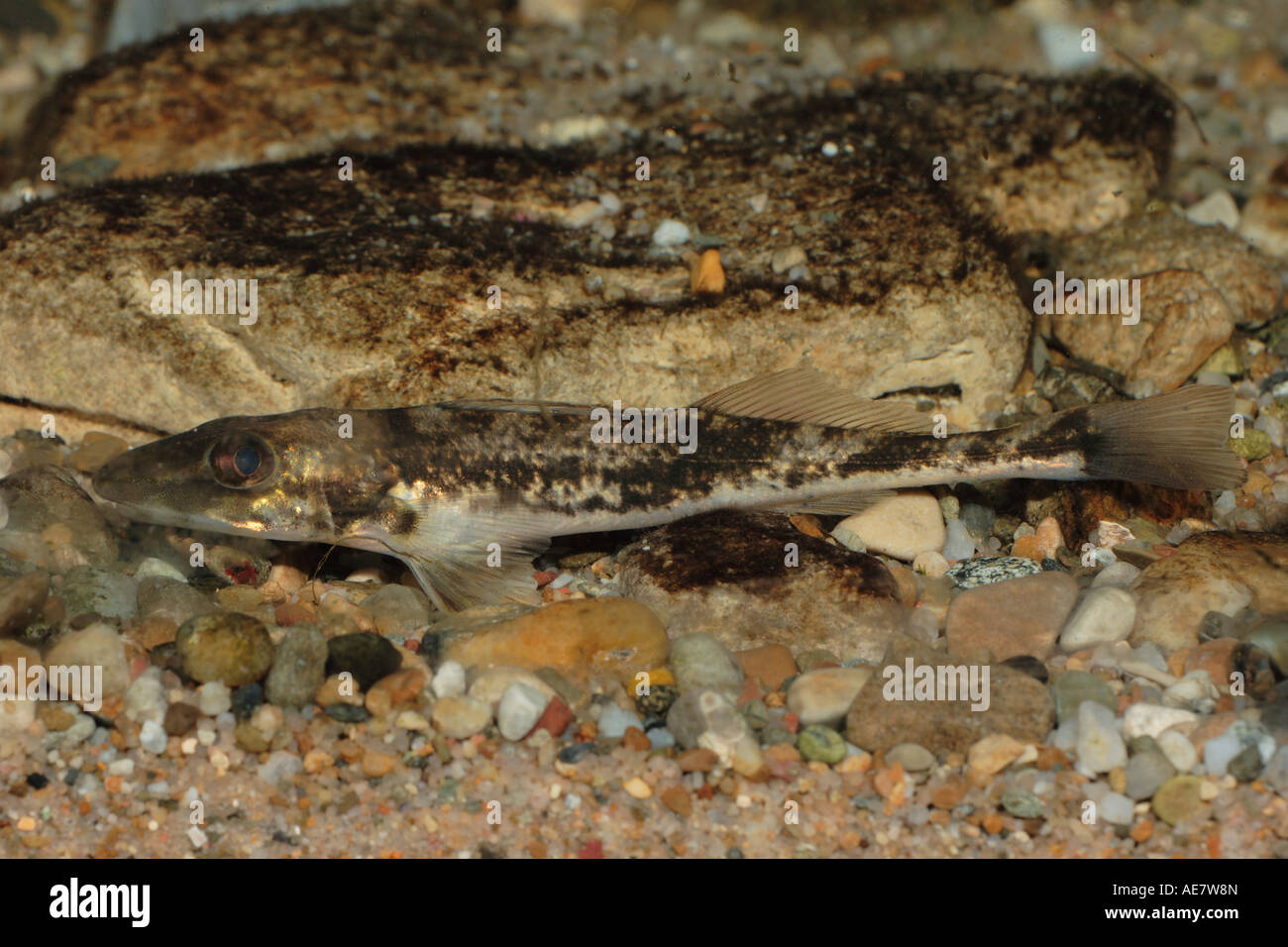 90 mm hi-res stock photography and images - Alamy