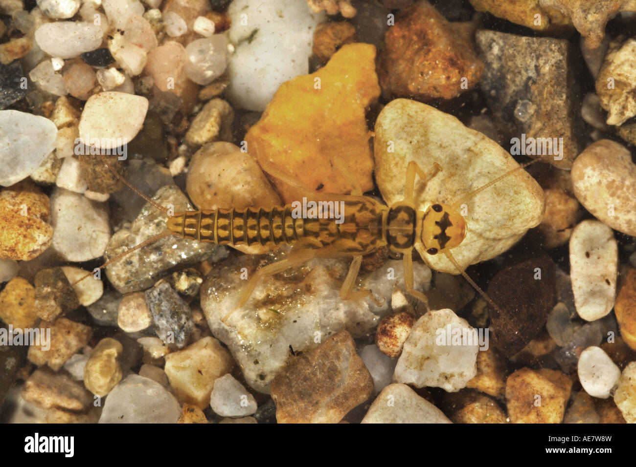 Common Yellow Sally (Isoperla grammatica), larva, Germany, Bavaria ...