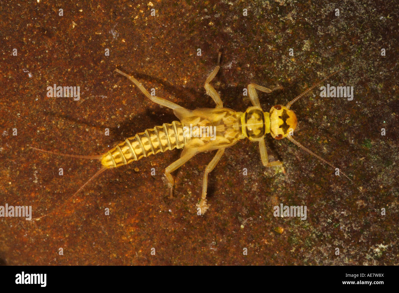 Common Yellow Sally (Isoperla grammatica), larva, Germany, Bavaria ...
