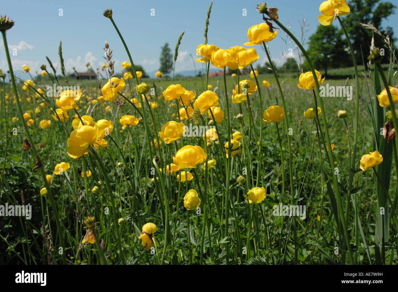 Yellow trollius europaeus hi-res stock photography and images - Alamy