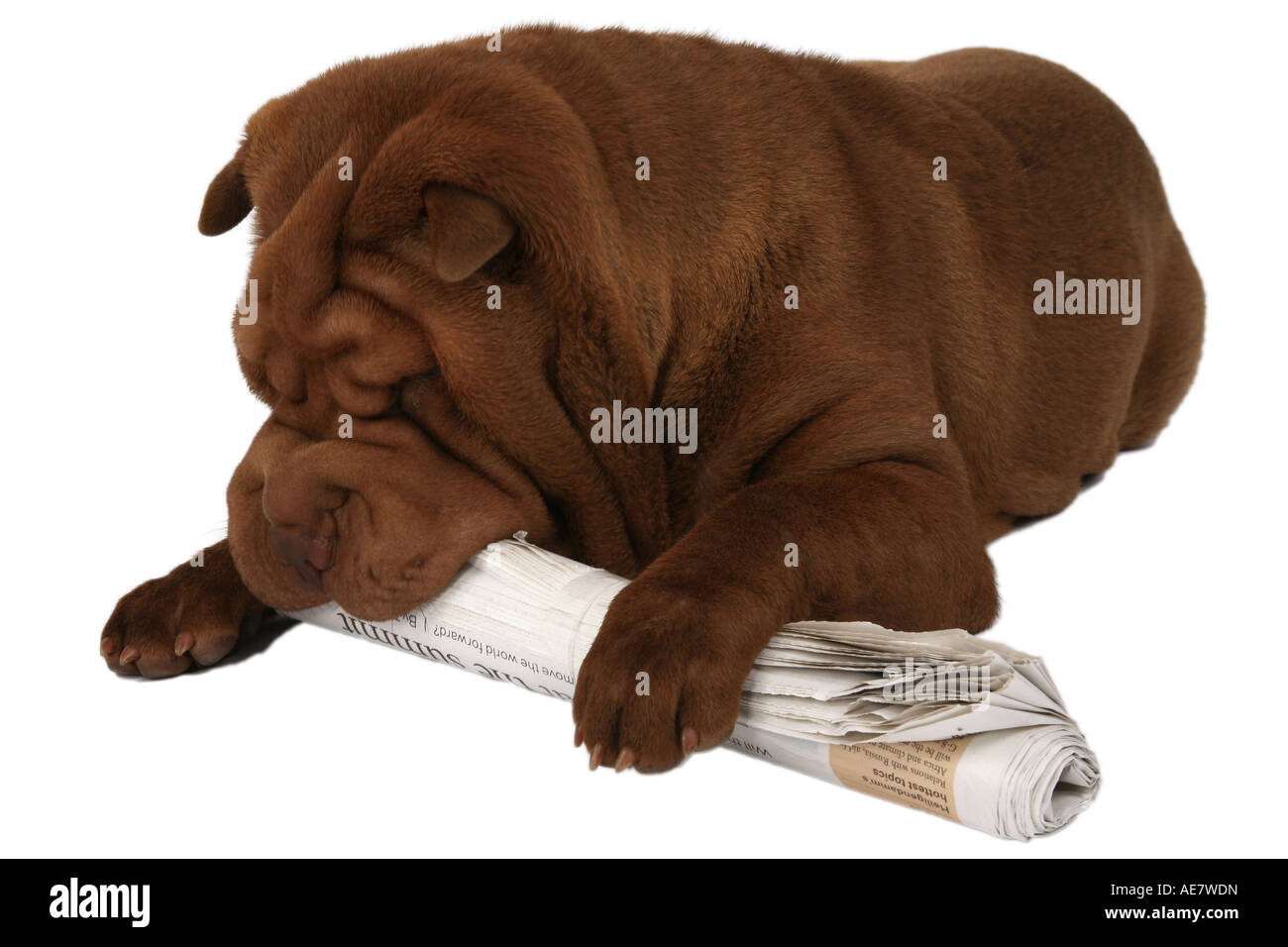 Shar Pei, Chinese Shar-Pei (Canis lupus f. familiaris), chewing a ...