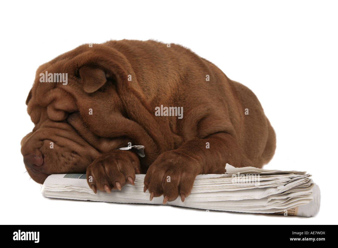 Shar Pei, Chinese Shar-Pei (Canis lupus f. familiaris), chewing a ...
