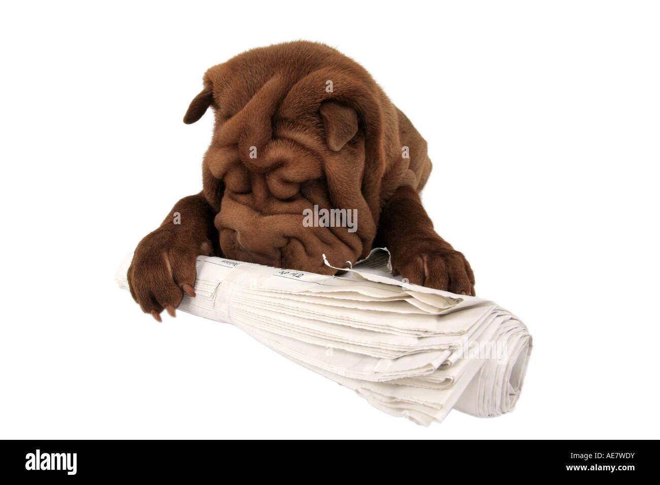 Shar Pei, Chinese Shar-Pei (Canis lupus f. familiaris), chewing a ...