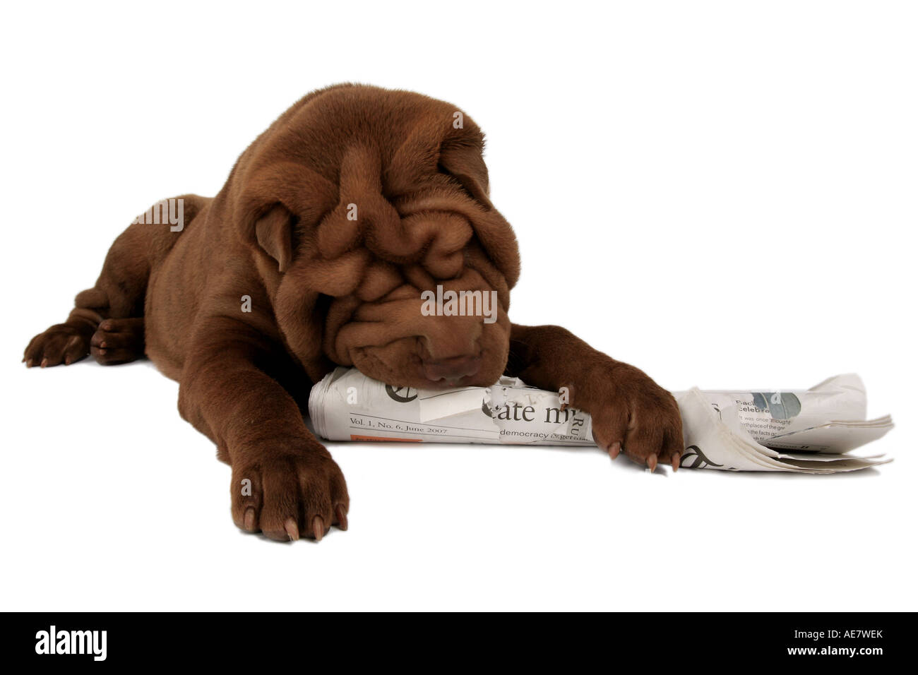 Shar Pei, Chinese Shar-Pei (Canis lupus f. familiaris), chewing a ...