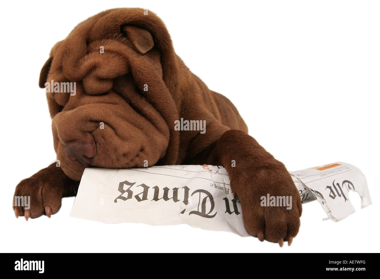 Shar Pei, Chinese Shar-Pei (Canis lupus f. familiaris), chewing a ...