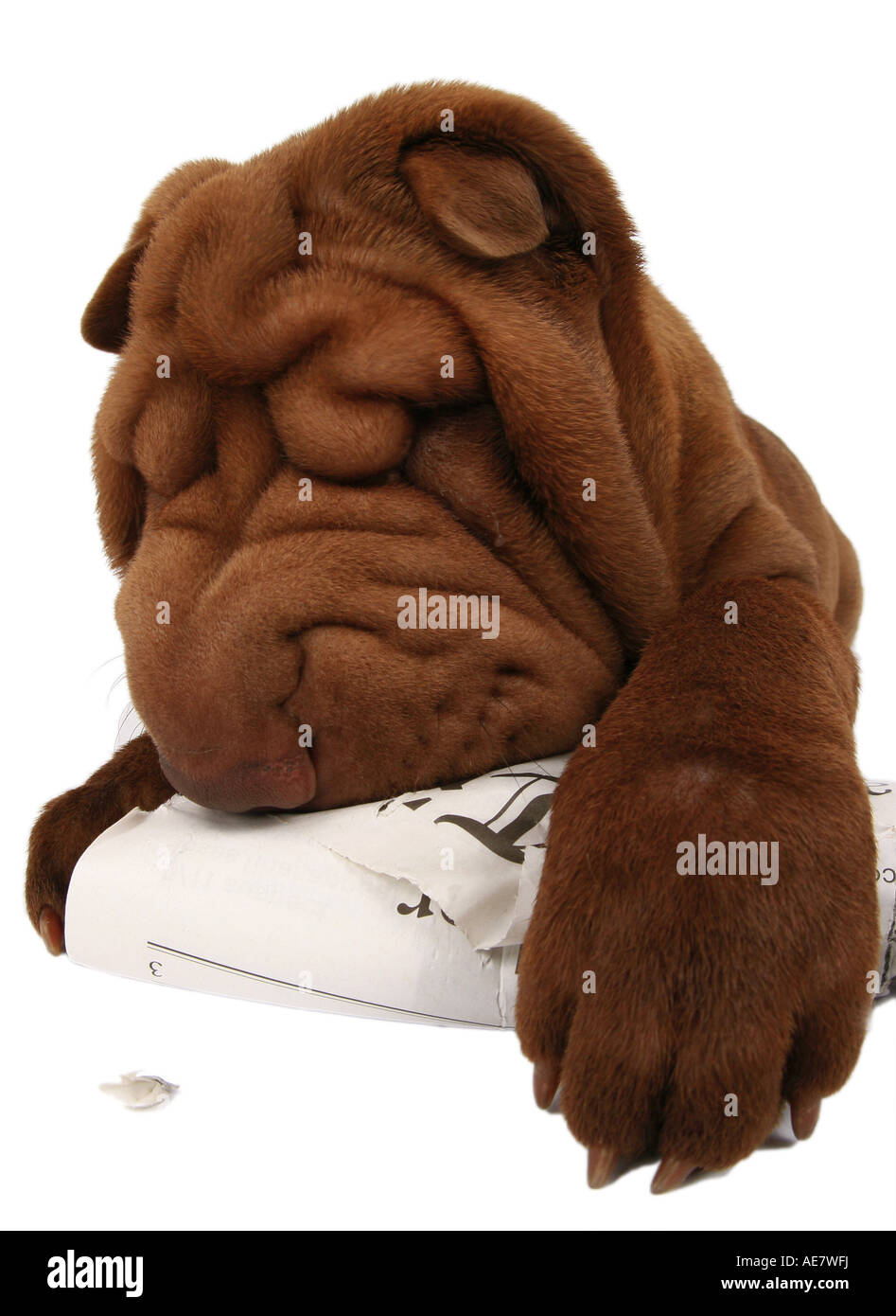Shar Pei, Chinese Shar-Pei (Canis lupus f. familiaris), chewing a ...