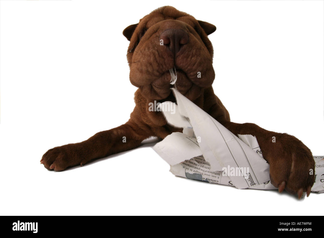 Shar Pei, Chinese Shar-Pei (Canis lupus f. familiaris), chewing a ...