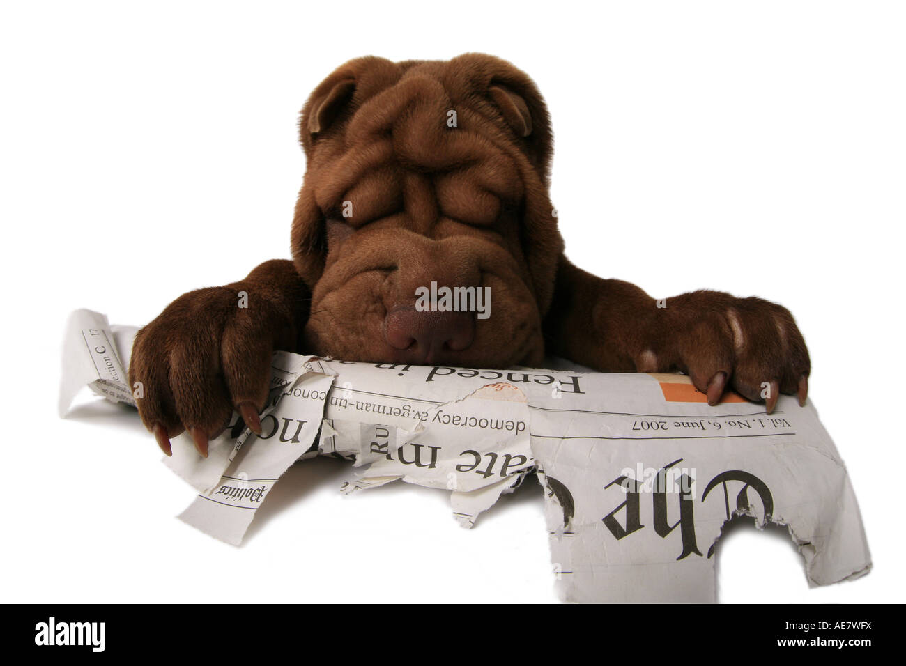 Shar Pei, Chinese Shar-Pei (Canis lupus f. familiaris), chewing a ...