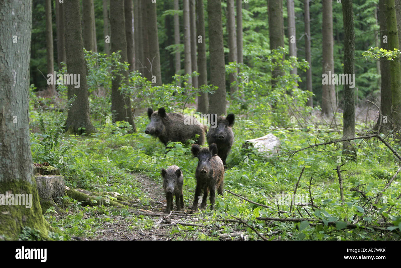 wild boar, pig, wild boar (Sus scrofa), pack, Germany, Baden ...