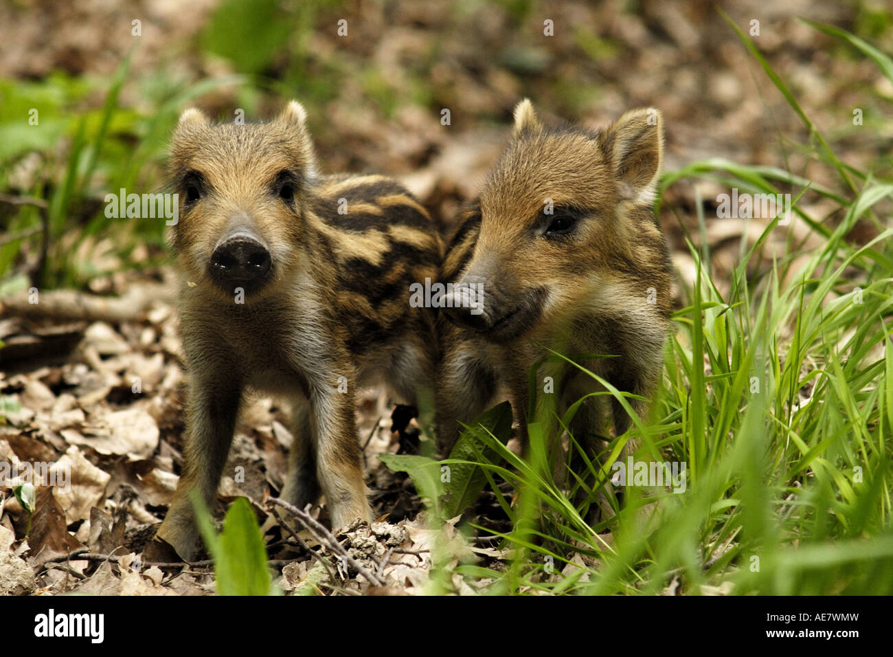 wild boar, pig, wild boar (Sus scrofa), piglets, Germany, Baden ...
