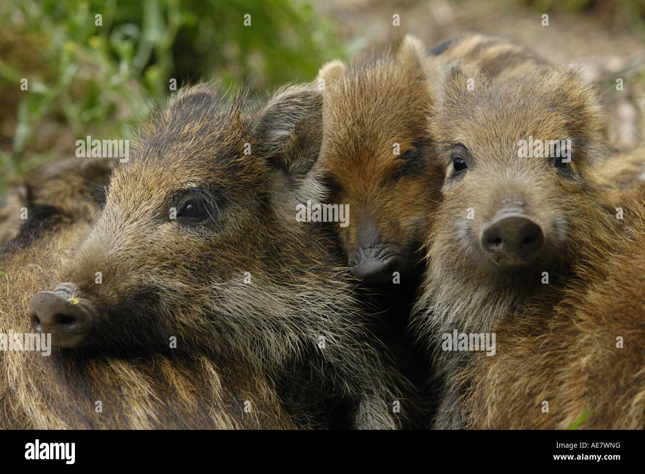 wild boar, pig, wild boar (Sus scrofa), piglets, portrait, Germany ...