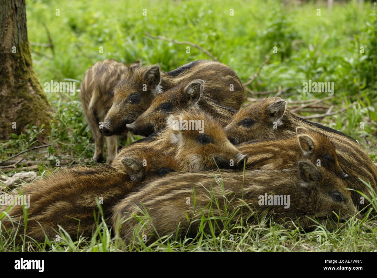 wild boar, pig, wild boar (Sus scrofa), piglets, Germany, Baden ...