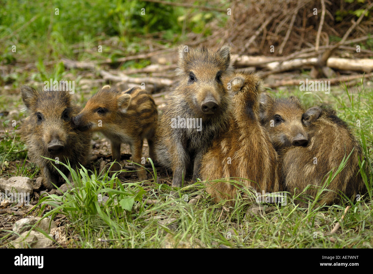 wild boar, pig, wild boar (Sus scrofa), piglets, Germany, Baden ...