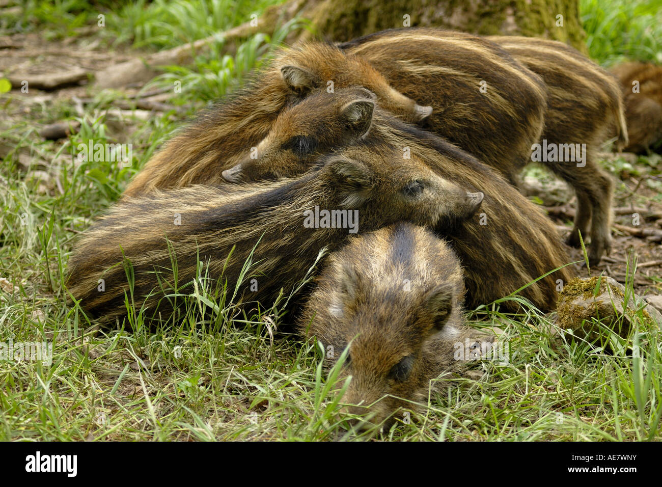wild boar, pig, wild boar (Sus scrofa), piglets, Germany, Baden ...