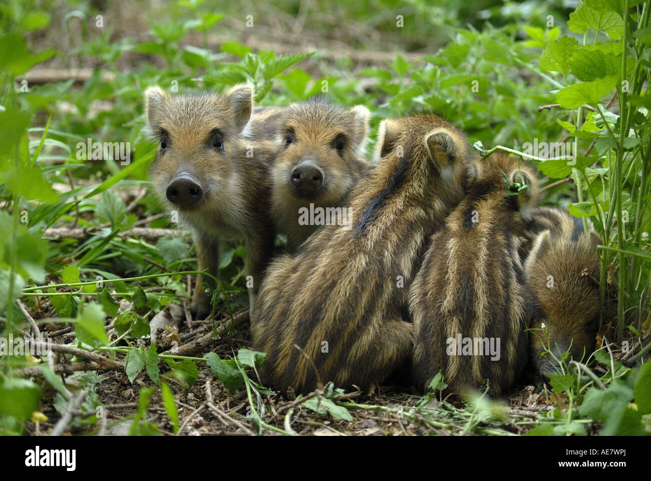 wild boar, pig, wild boar (Sus scrofa), piglets, Germany, Baden ...