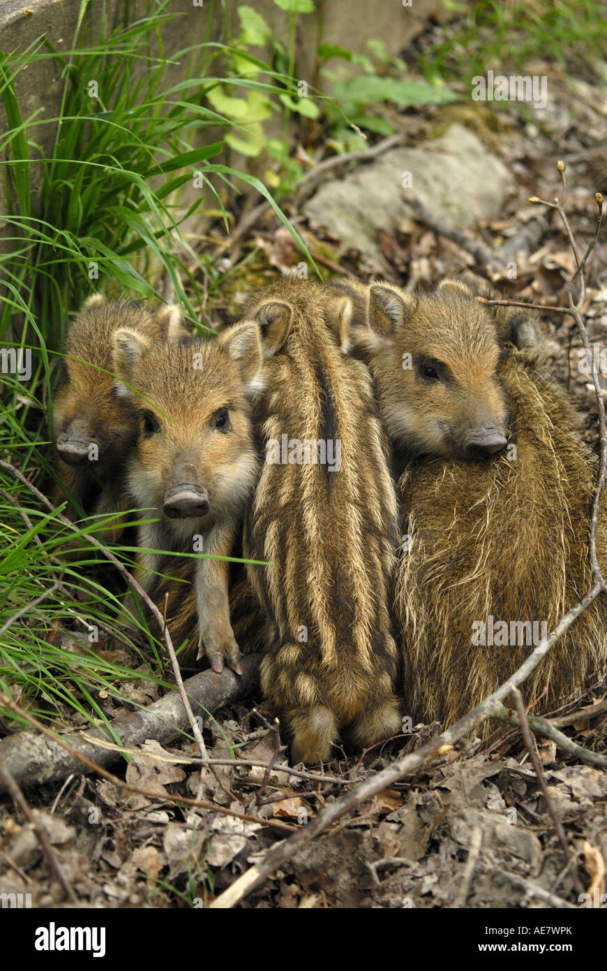 wild boar, pig, wild boar (Sus scrofa), piglets, Germany, Baden ...