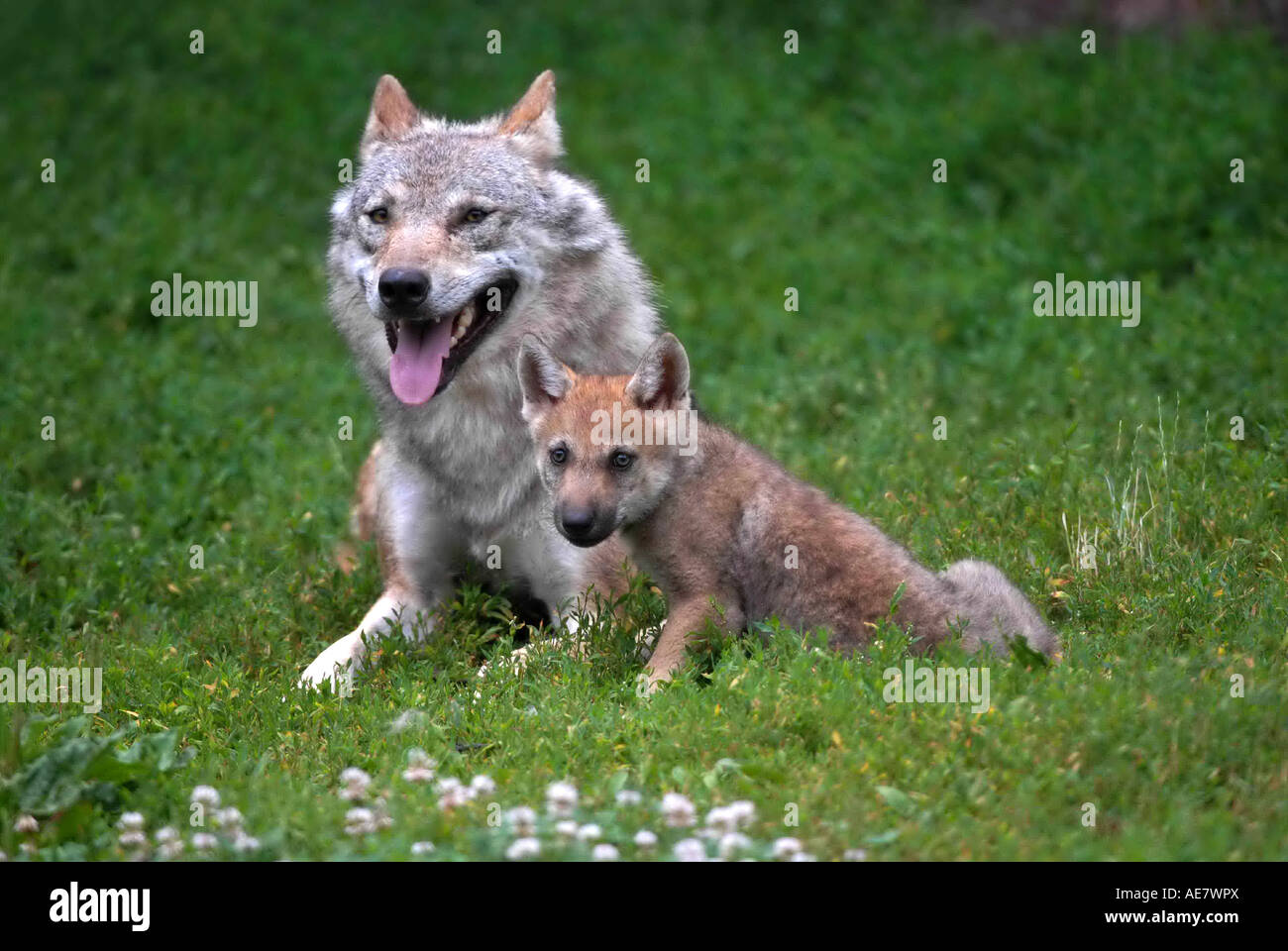 European gray wolf (Canis lupus lupus), wolf with cub, Germany Stock ...
