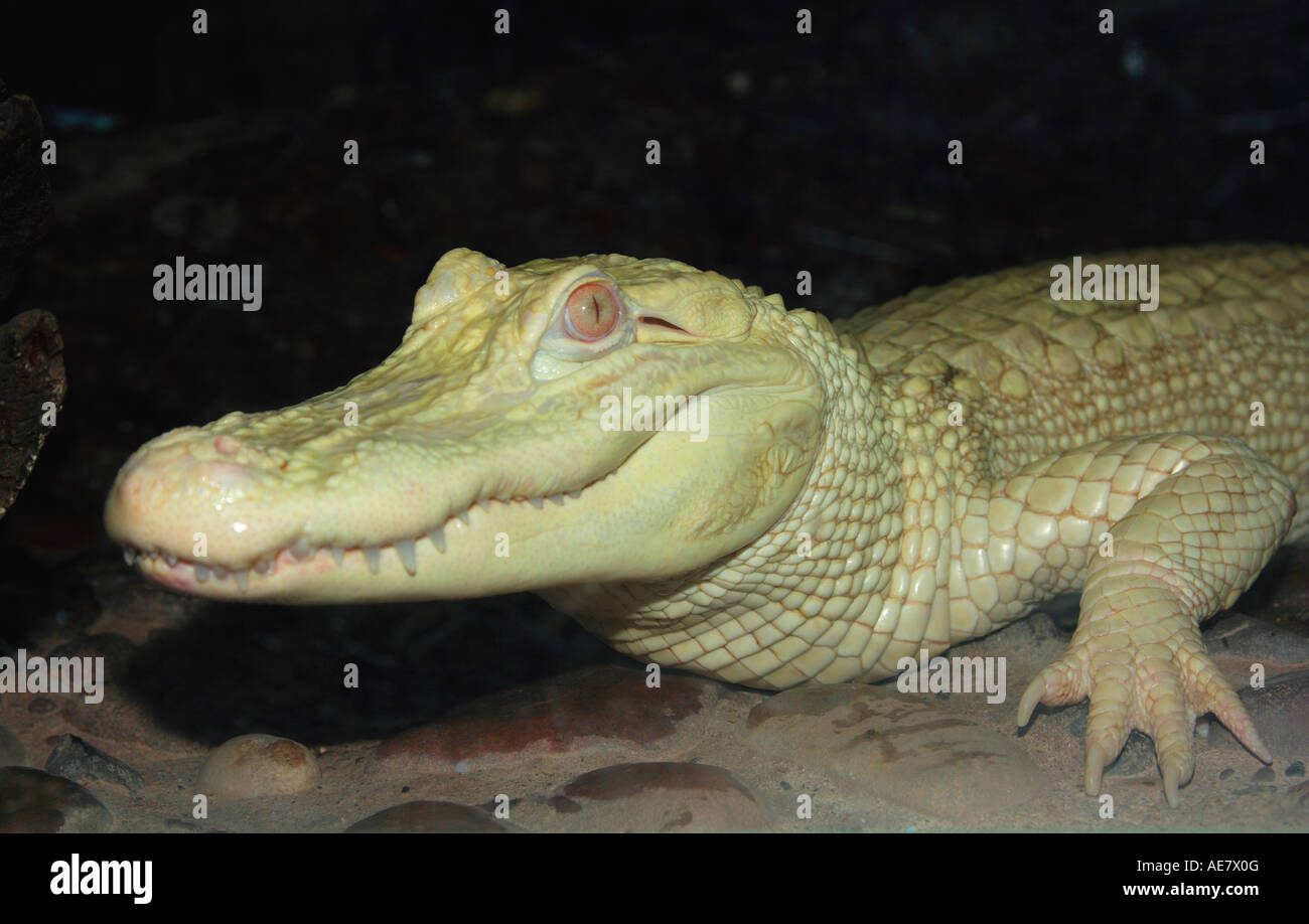 American alligator (Alligator mississippiensis), white alligator ...