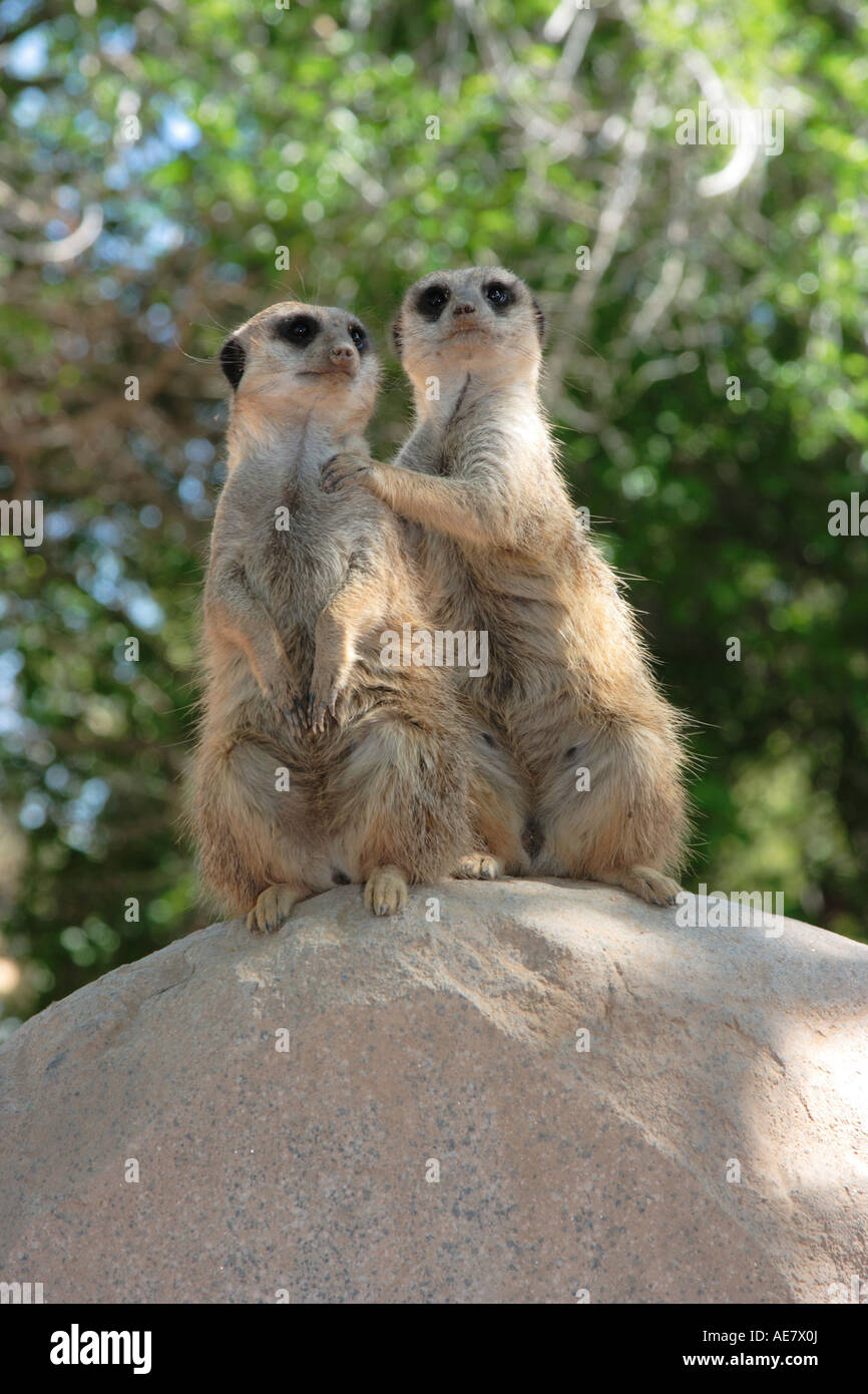 Meerkats suricates suricata suricatta standing hi-res stock photography ...
