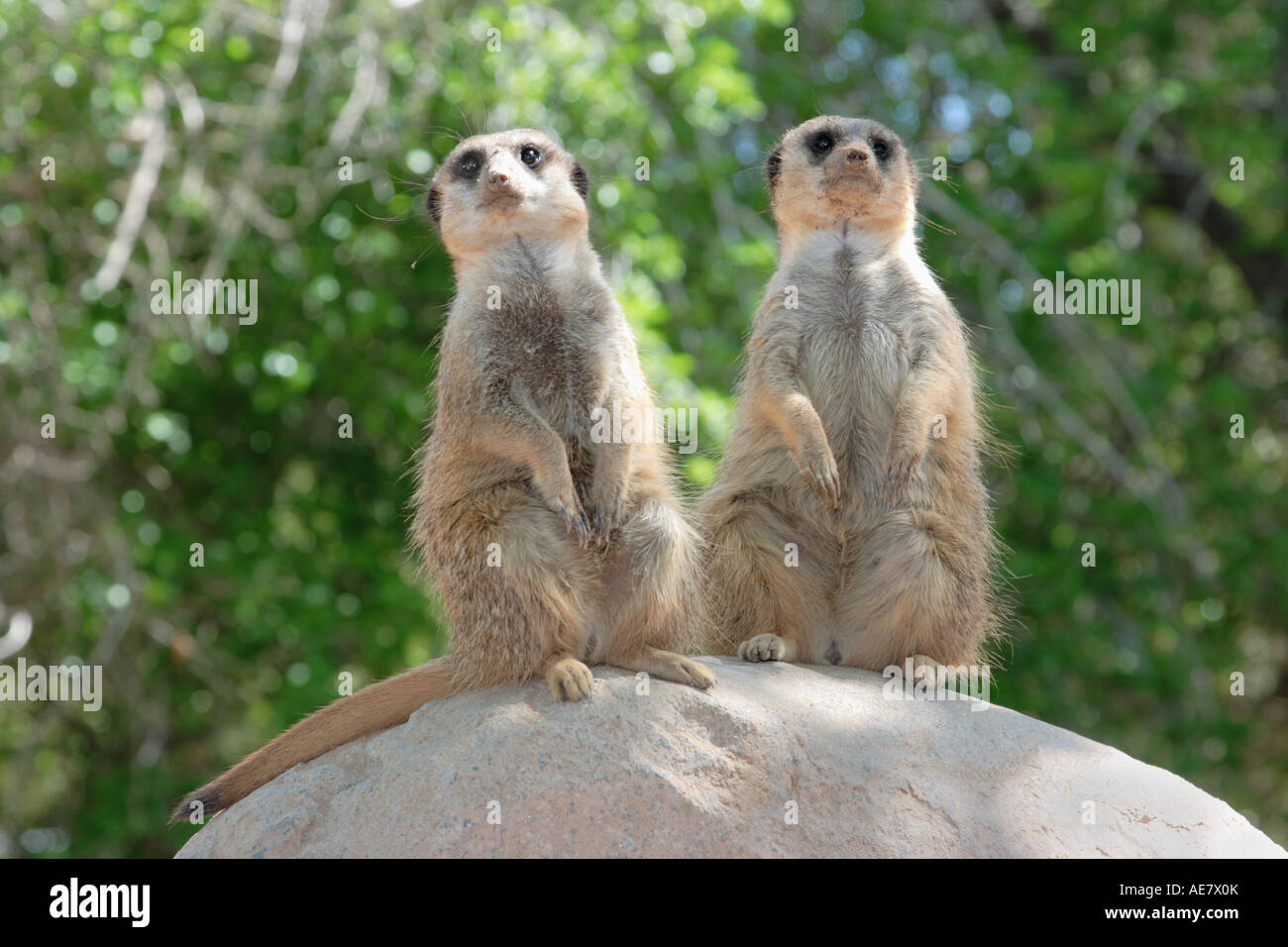 Meerkats suricates suricata suricatta standing hi-res stock photography ...