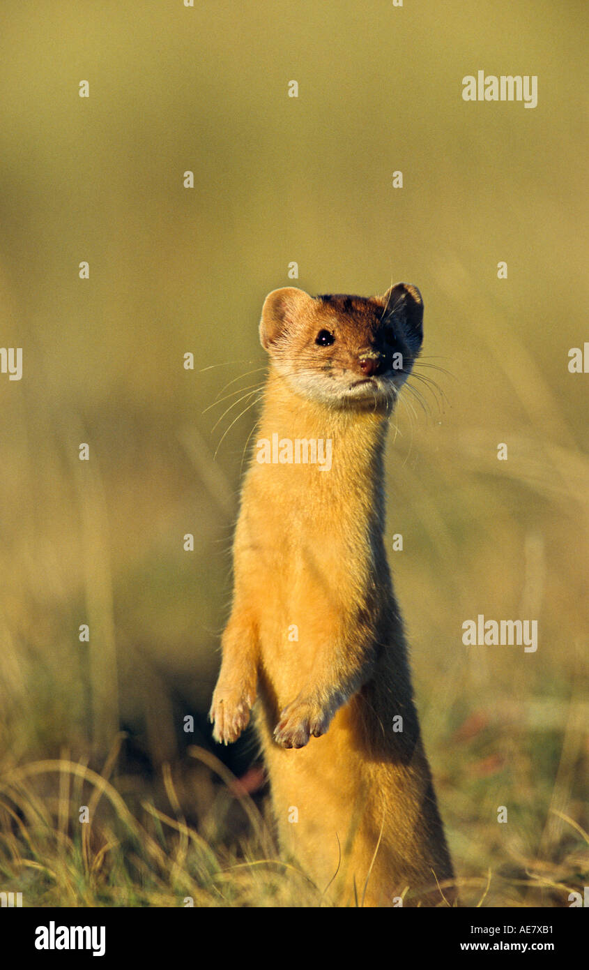 Long tail weasel hi-res stock photography and images - Alamy