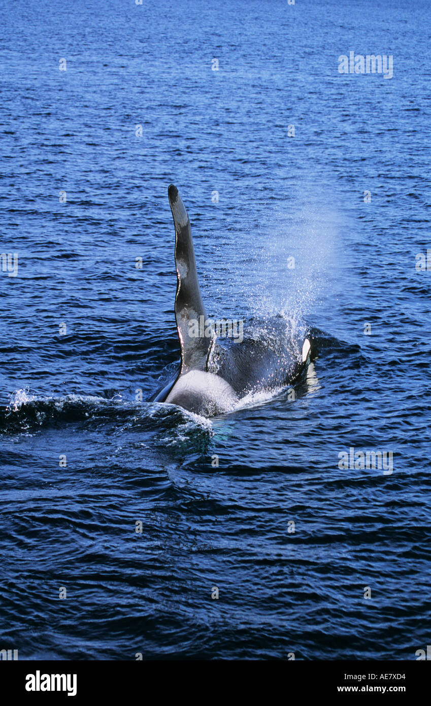 Large Male Killer Whale Orca High Resolution Stock Photography and ...