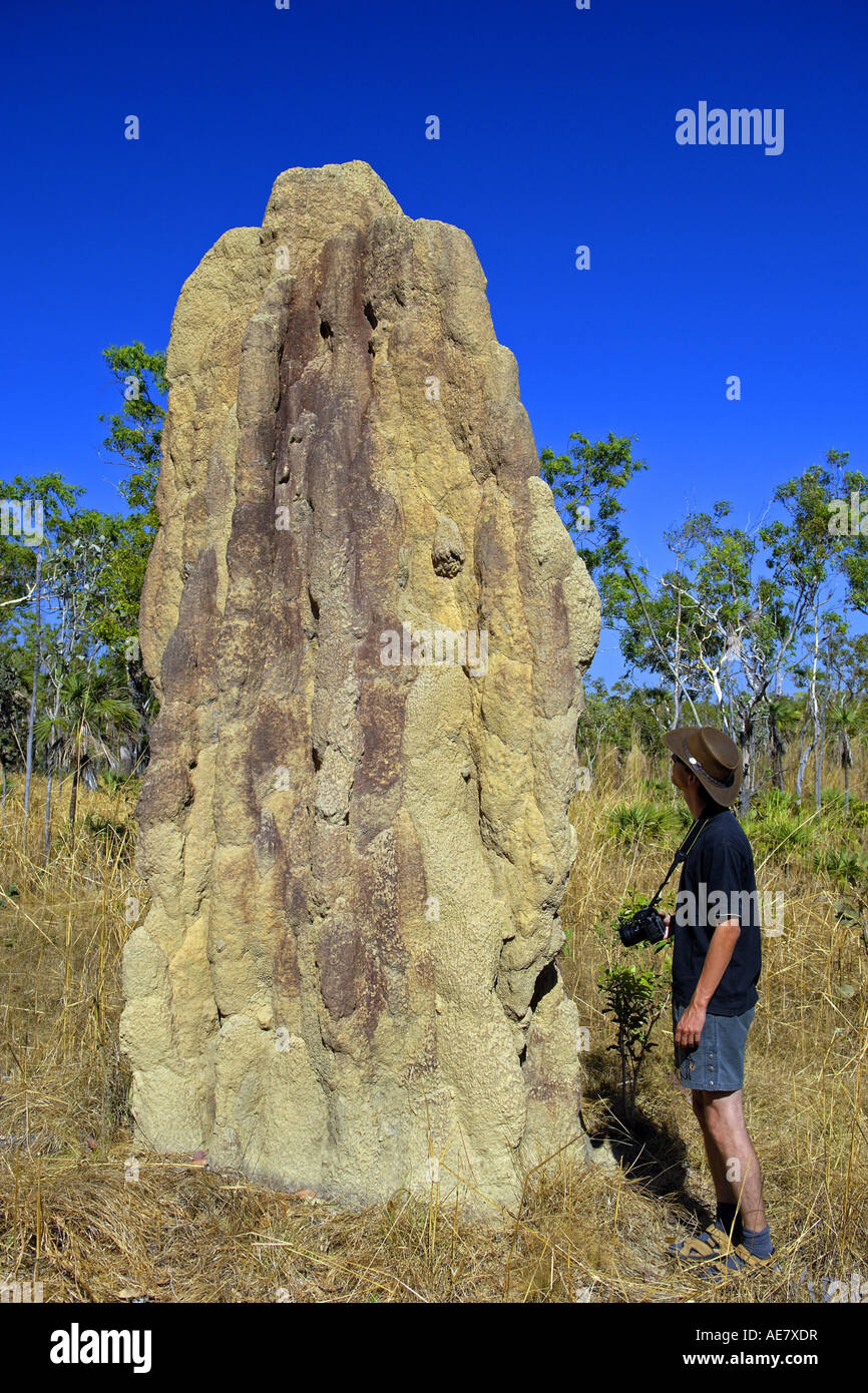 magnetic termite (Amitermes meridionalis), termite hill, Australia ...