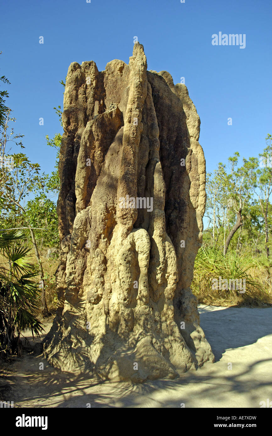 Amitermes meridionalis termite hi-res stock photography and images - Alamy
