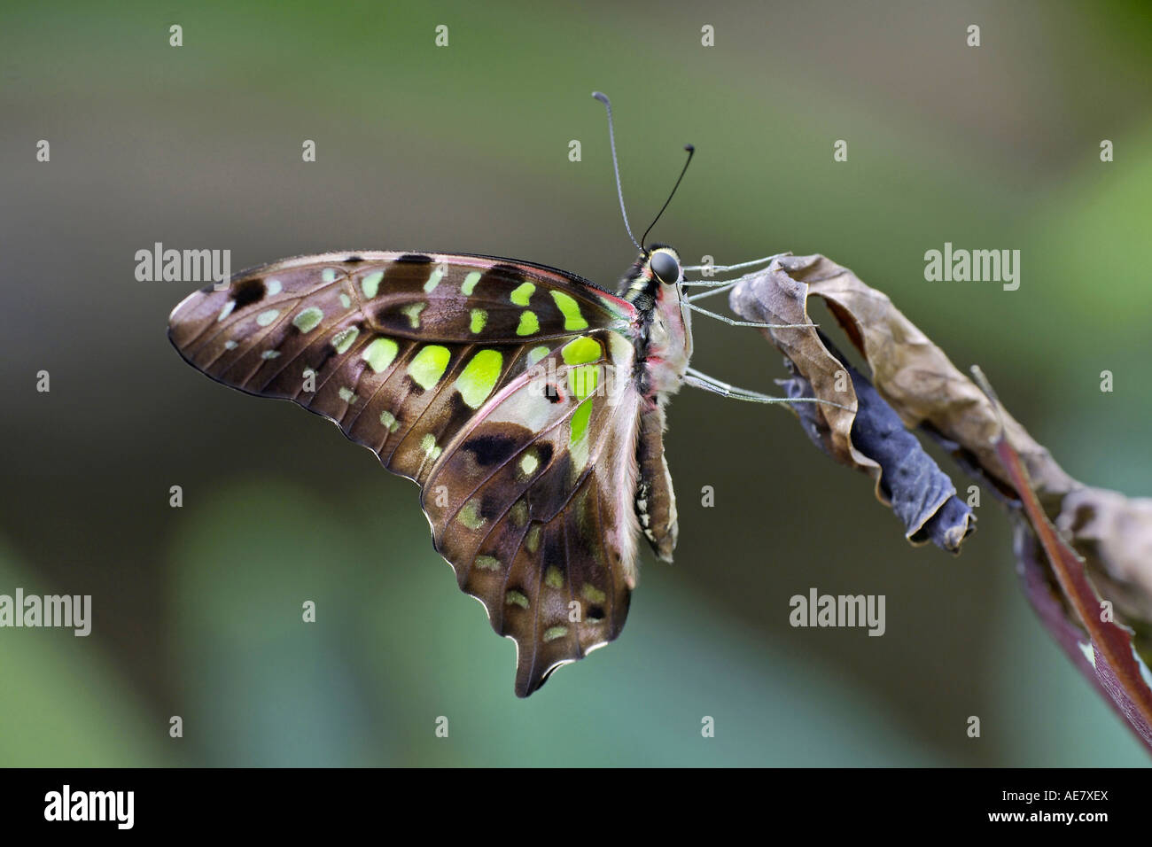 Tailed Jay (Graphium agamemnon), at sered leaf, Thailand, Kao Yai NP ...