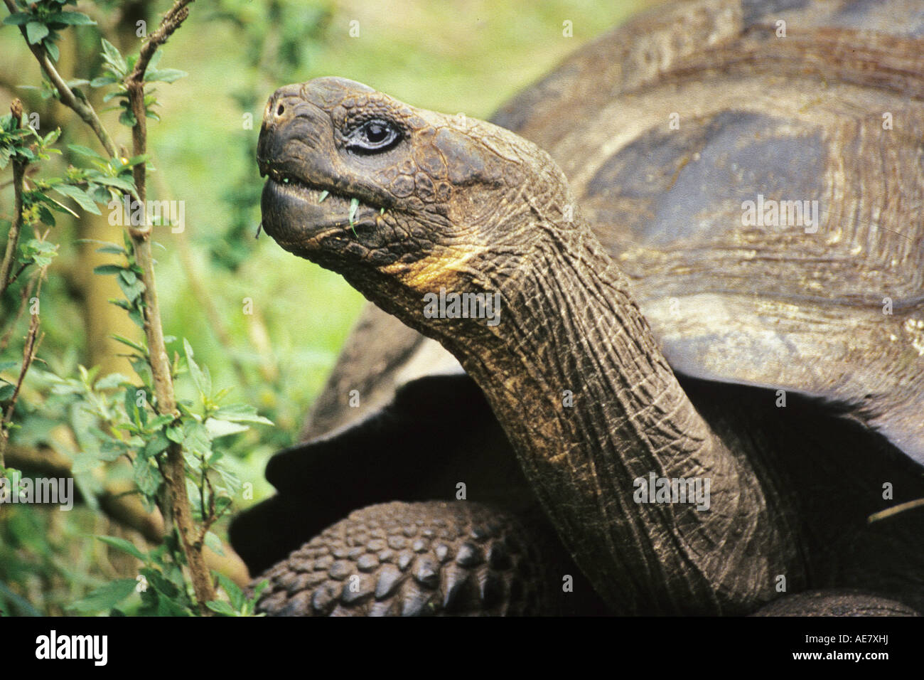 Galapagos giant tortoise (Geochelone elephantopus, Geochelone nigra ...