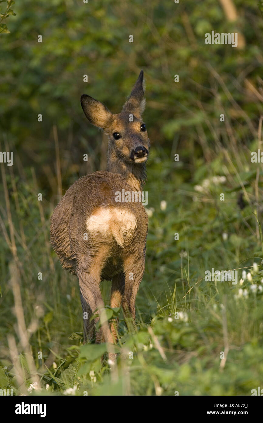 roe deer (Capreolus capreolus), female, Austria Stock Photo - Alamy