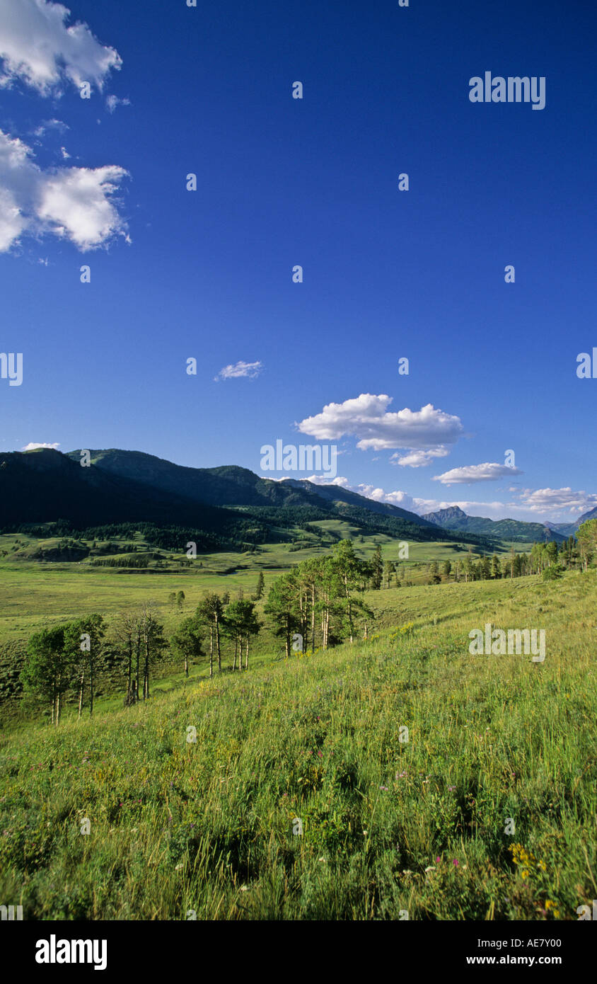 Aspen trees lamar valley yellowstone hi-res stock photography and ...