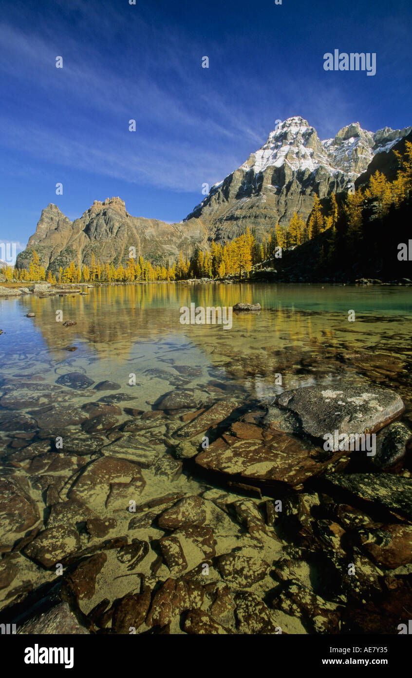 Hara Forest Stock Photos & Hara Forest Stock Images - Alamy