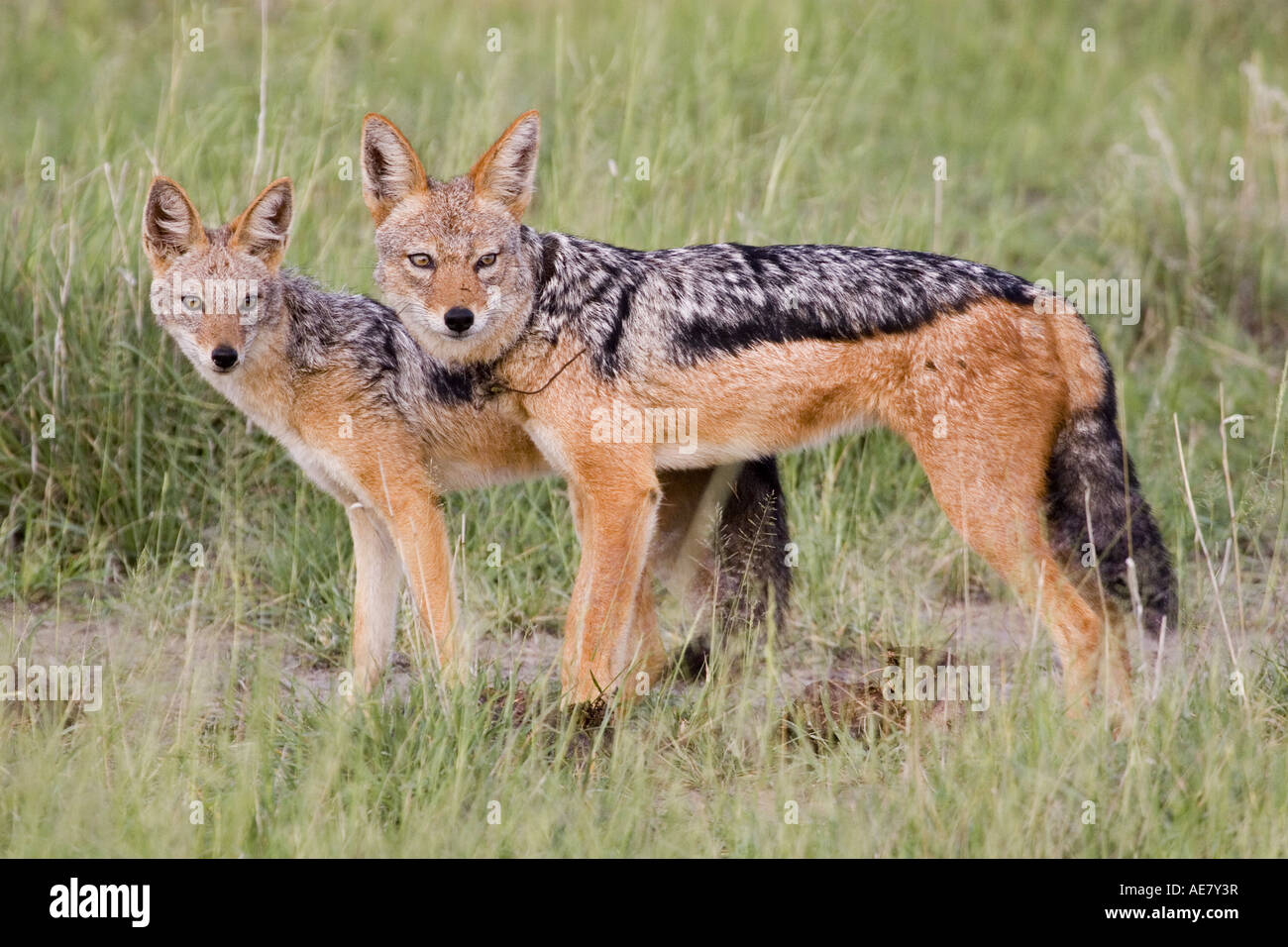 black-backed jackal (Canis mesomelas), couple, male wearing a sender ...