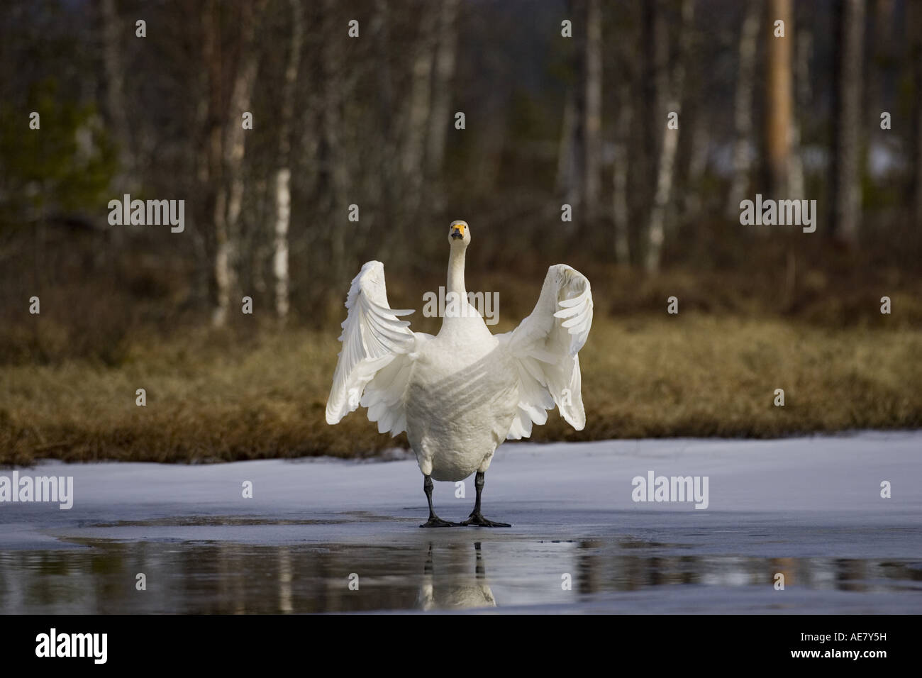 whooper swan (Cygnus cygnus), flapping wings, Sweden Stock Photo - Alamy