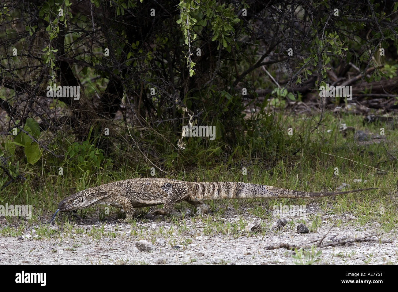 Cape monitor, rock monitor, Bosc's monitor, African savannah monitor ...