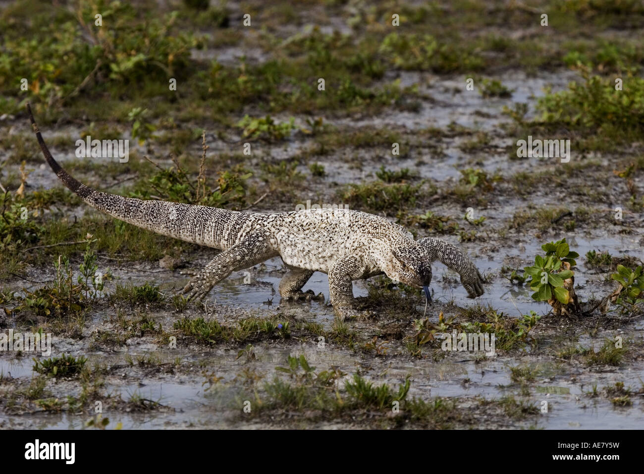 Varanus exanthematicus hi-res stock photography and images - Alamy