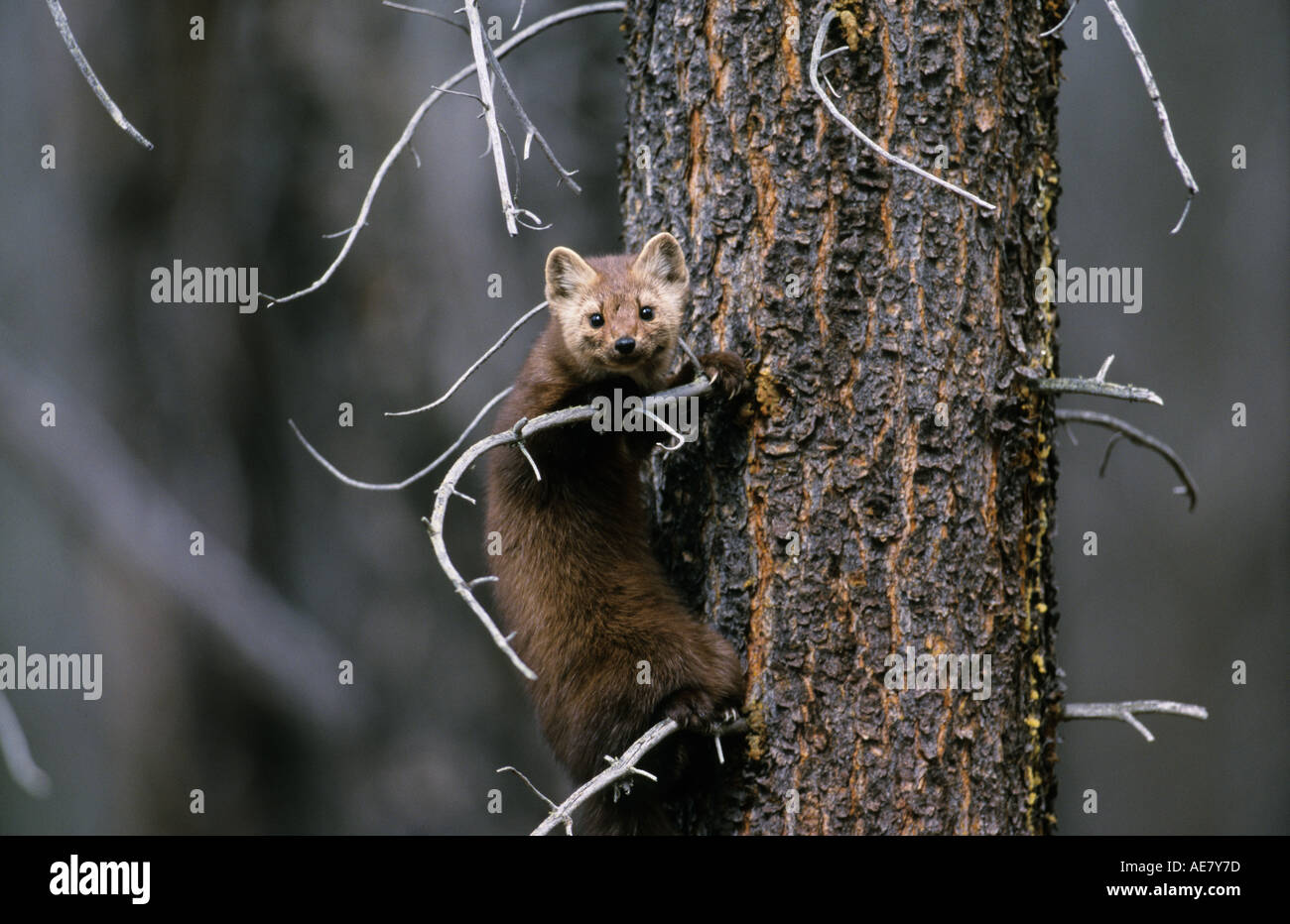 American Pine Martin High Resolution Stock Photography and Images - Alamy
