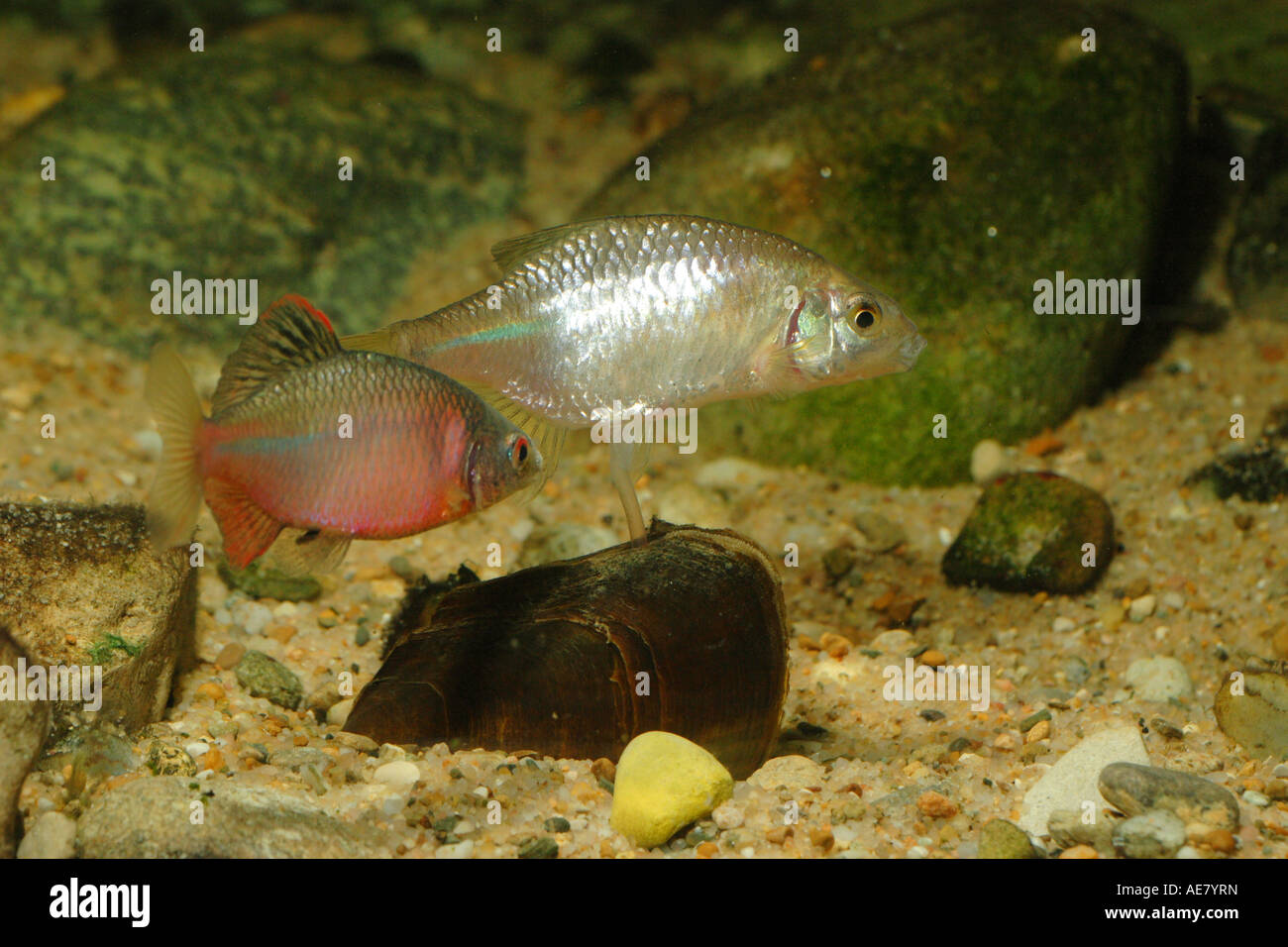 Bitterling (Rhodeus amarus, Rhodeus sericeus), spawning into a swan ...