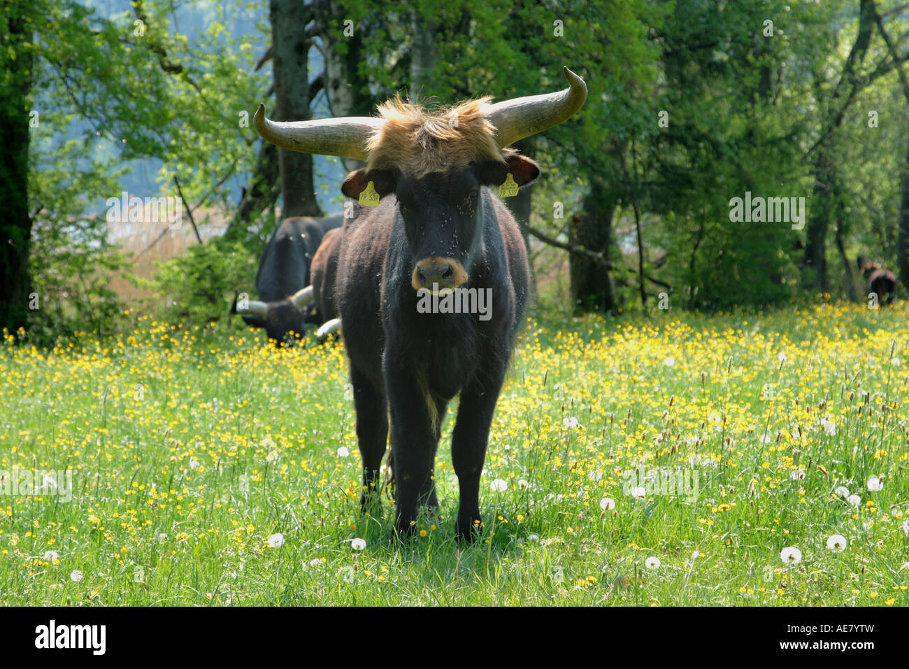aurochs (domestic cattle) (Bos taurus, Bos primigenius), young bull in ...
