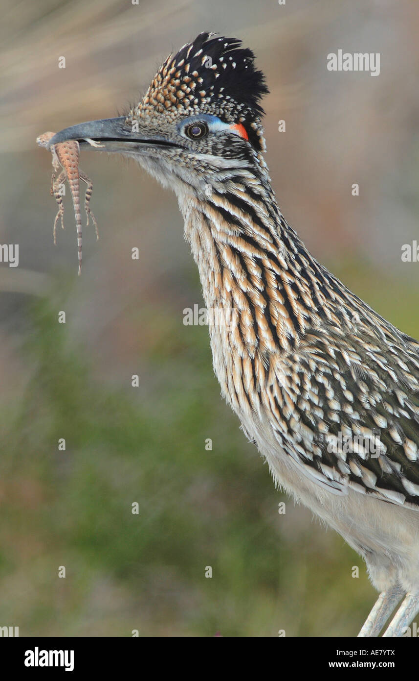 lesser road-runner (Geococcyx velox), with lizard in the bill, USA ...