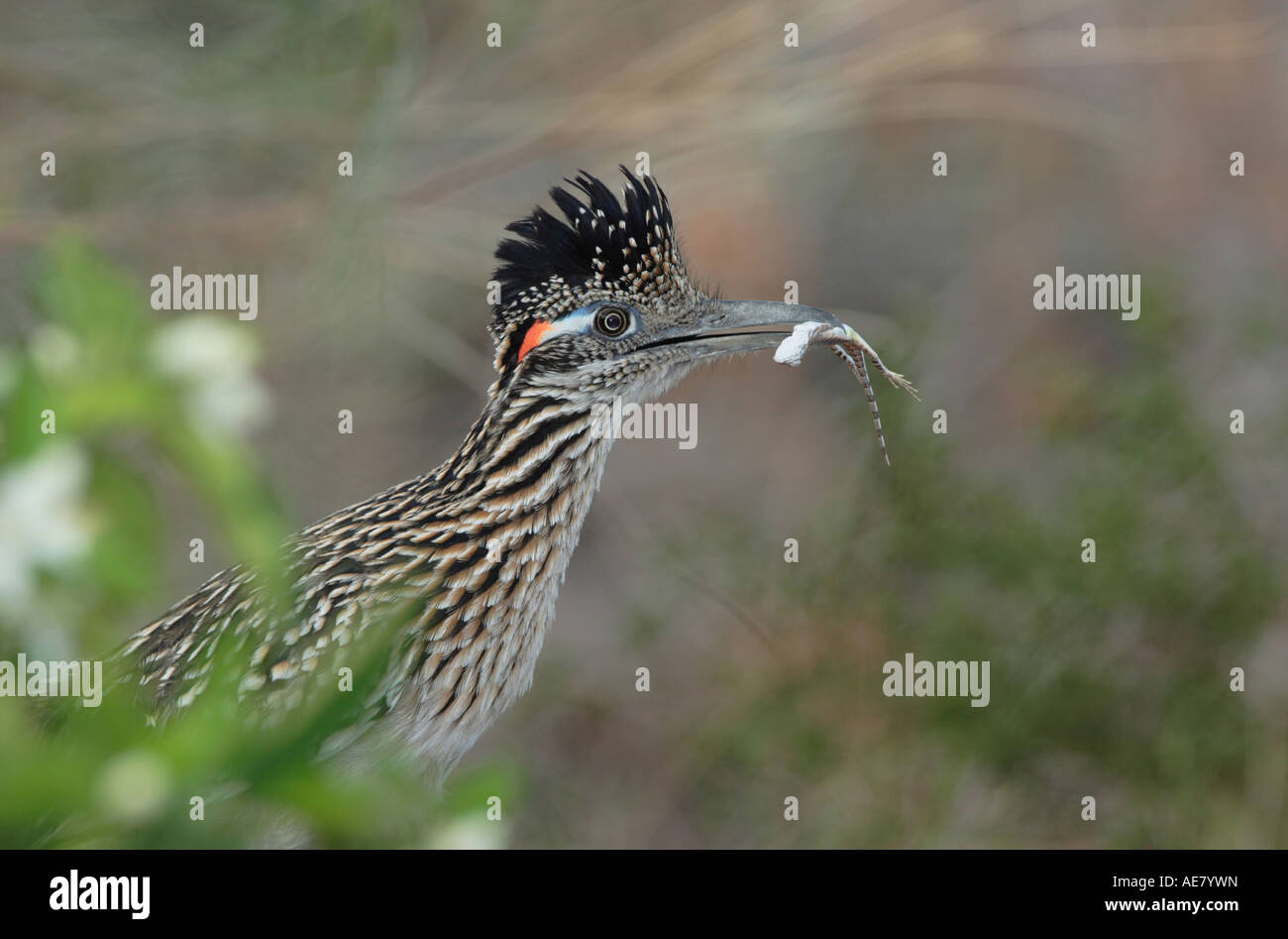 lesser road-runner (Geococcyx velox), with lizard in the bill, USA ...