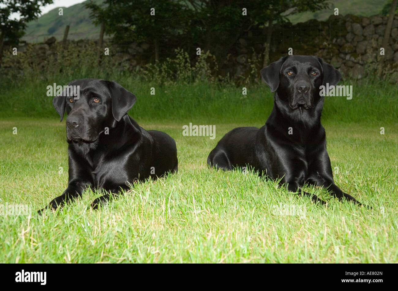 Black labradors hi-res stock photography and images - Alamy