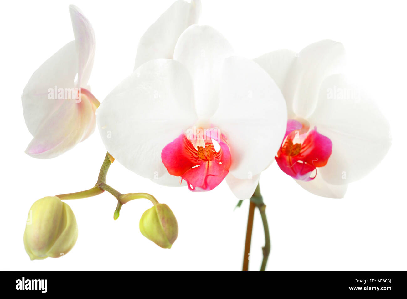Red phalaenopsis orchid blooming Cut Out Stock Images & Pictures - Alamy