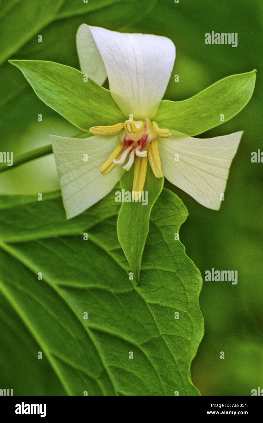 whip-poor-will-flower, nodding trillium (Trillium cernuum), flower, USA ...