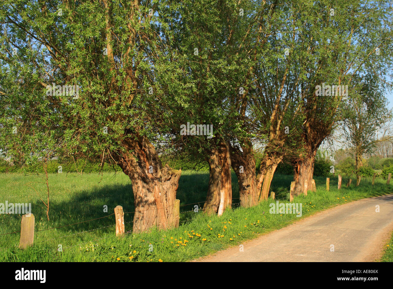 white willow (Salix alba), pollarded willows at Niederrhein, Germany ...