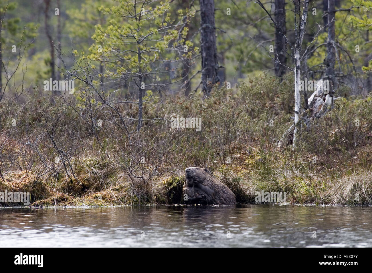Eurasian beaver, European beaver (Castor fiber), beaver caring of its ...