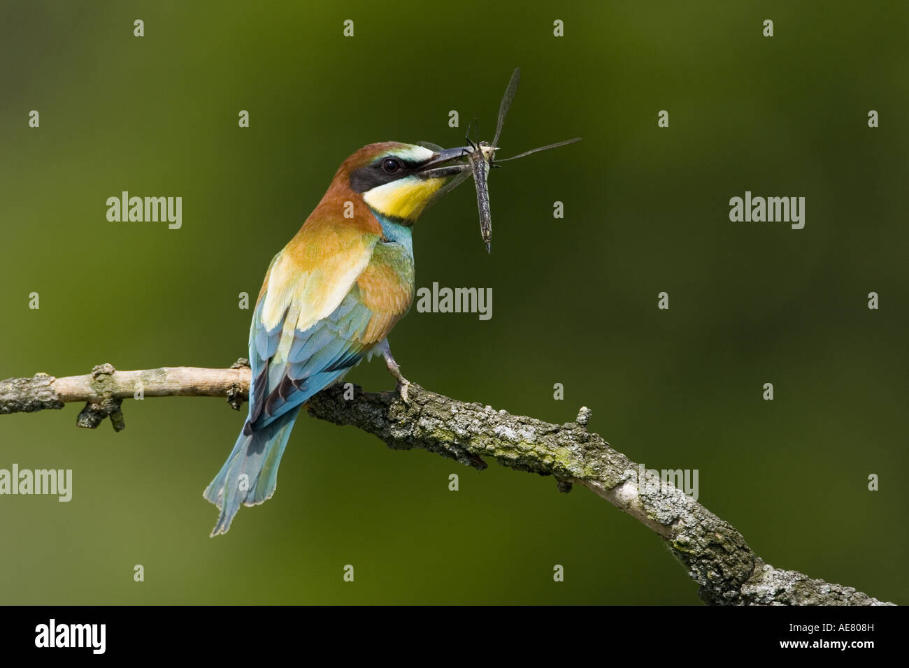 European bee eater (Merops apiaster), with insect as present for the ...