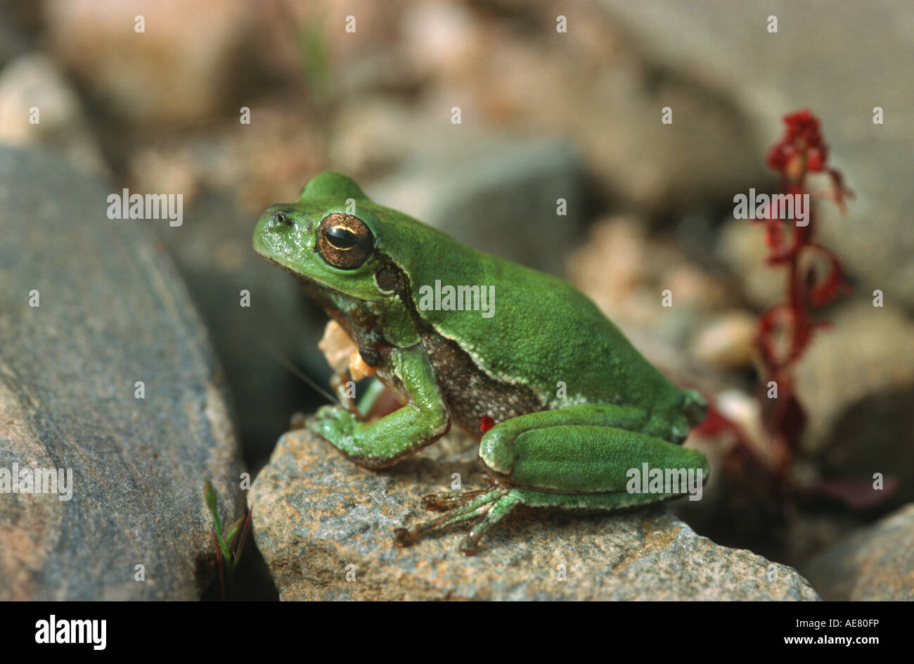 Sardinian tree frog, Tyrrhenian tree frog (Hyla sarda), sitting on a ...
